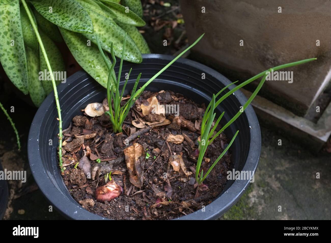 Sprout onion or shallots growing in the pot Stock Photo - Alamy