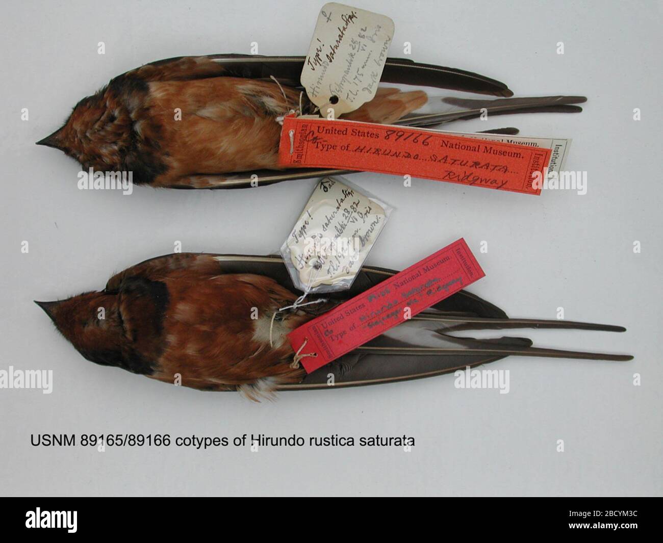 Hirundo rustica saturata. 25 Oct 20171 Hirundo rustica saturata Stock ...