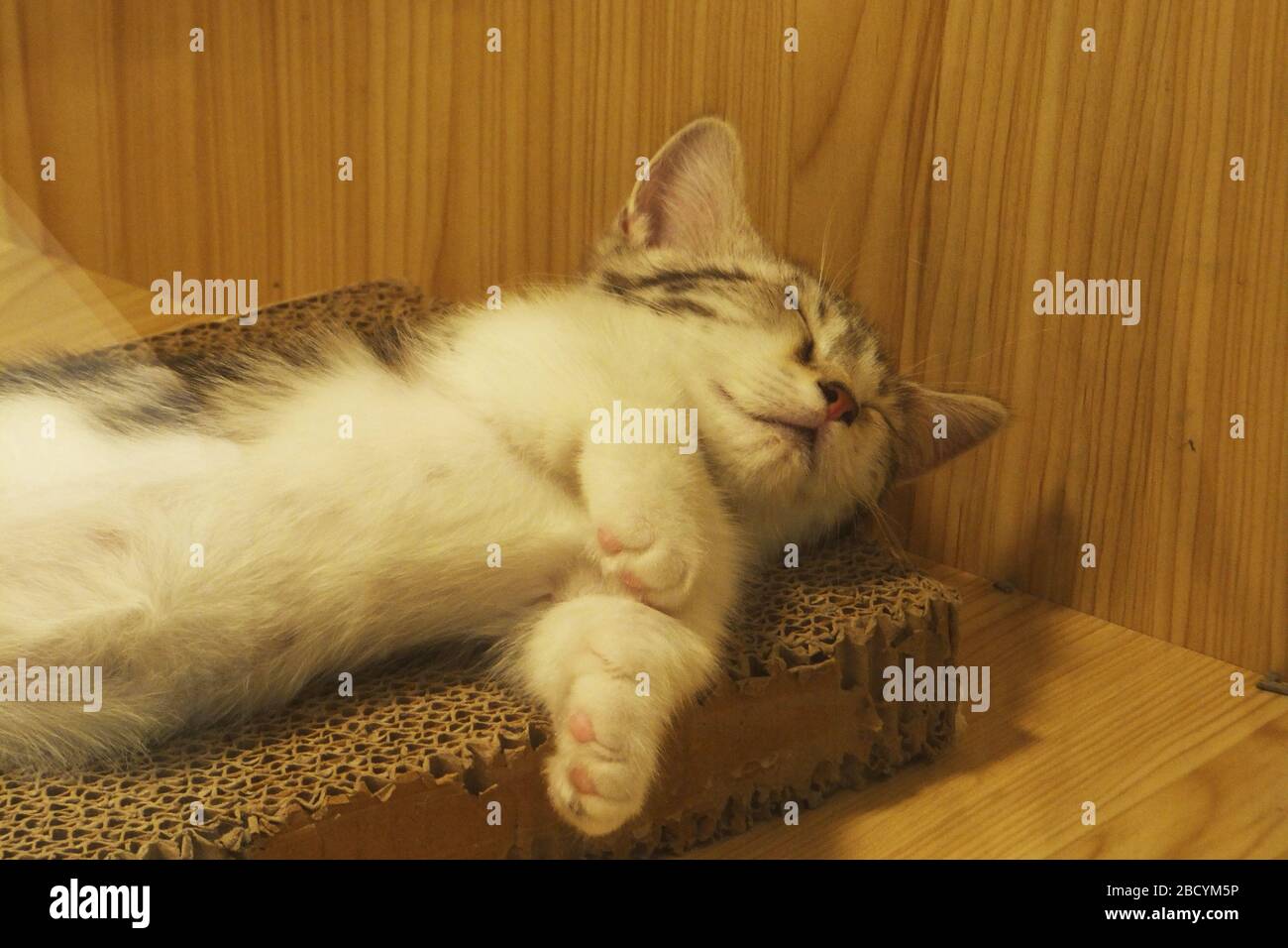 Shenzhen, China: Famous cat pet shop opened, attracting male and female ...