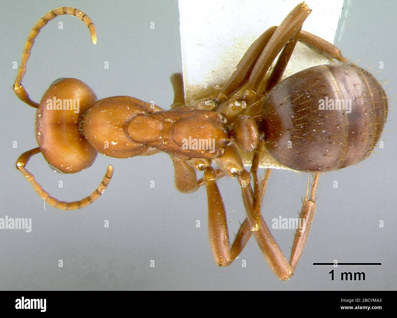 Polyergus rufescens hi-res stock photography and images - Alamy