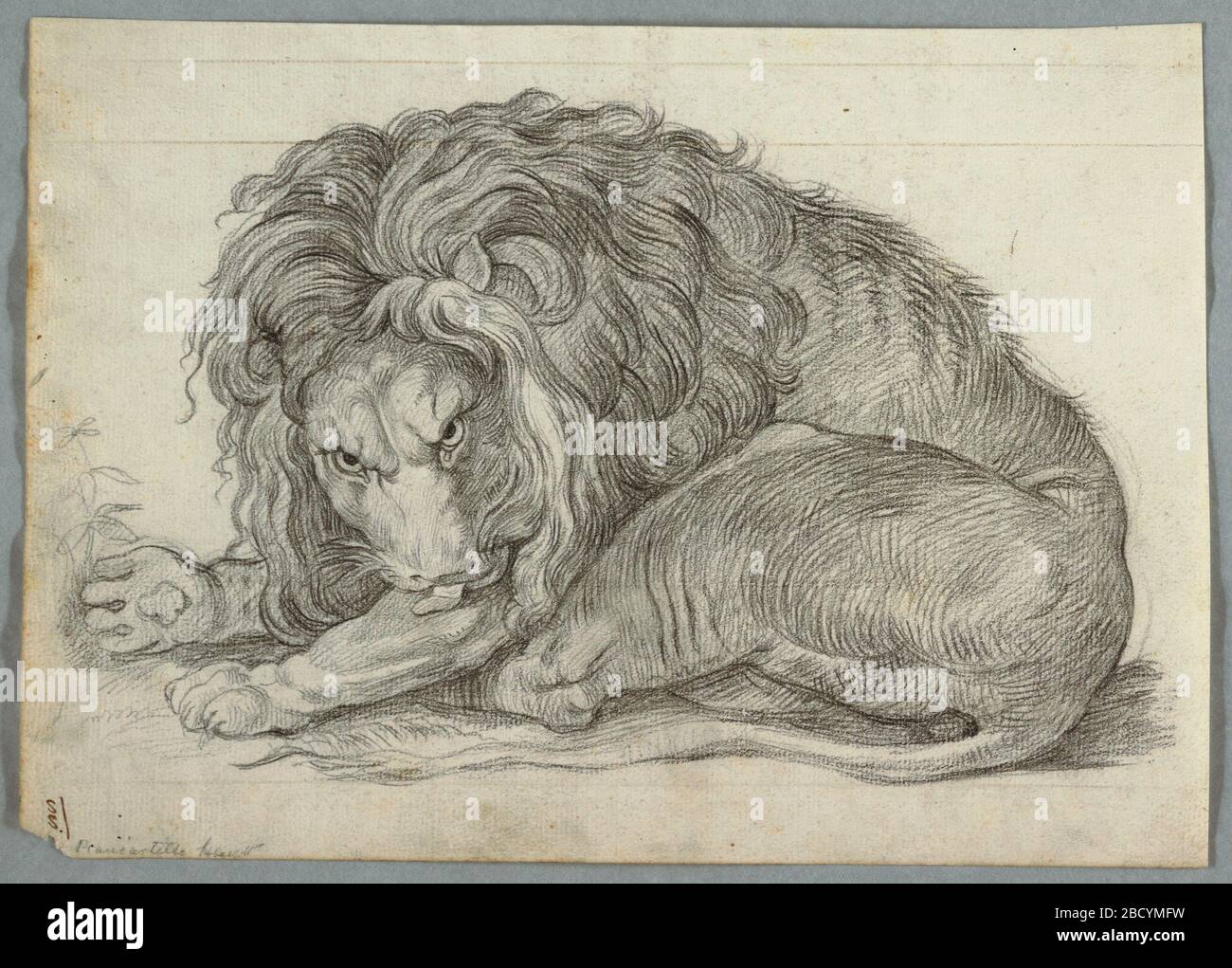 Study of a Lion. Research in ProgressSeated lion facing left and ...