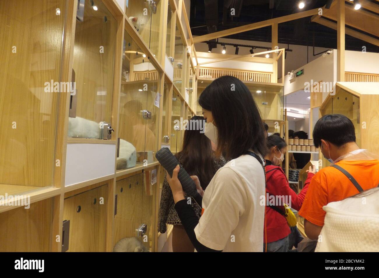Shenzhen, China: Famous cat pet shop opened, attracting male and female ...