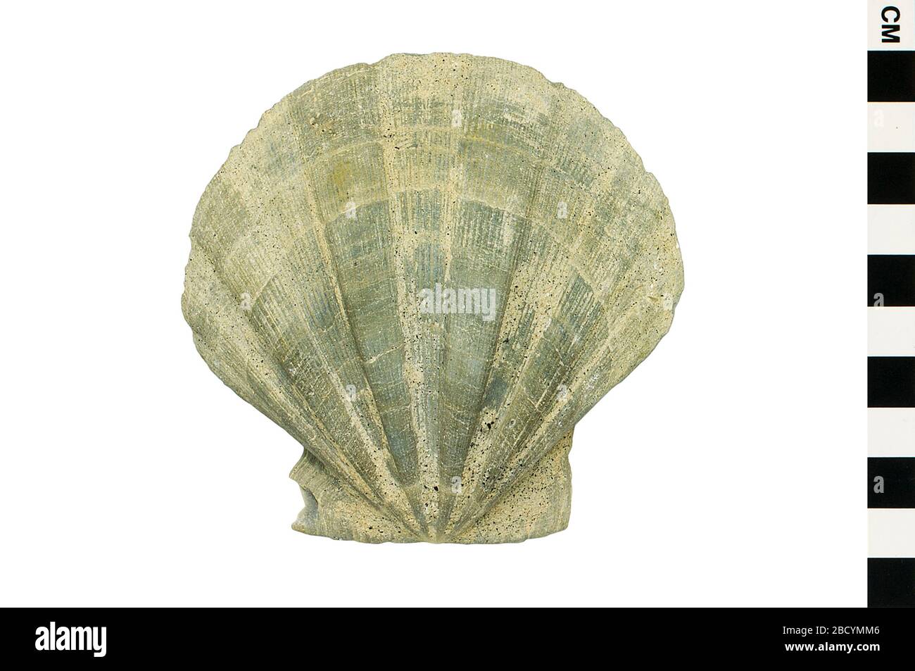 Fossil Scallop Scallop. This object is part of the Education and ...