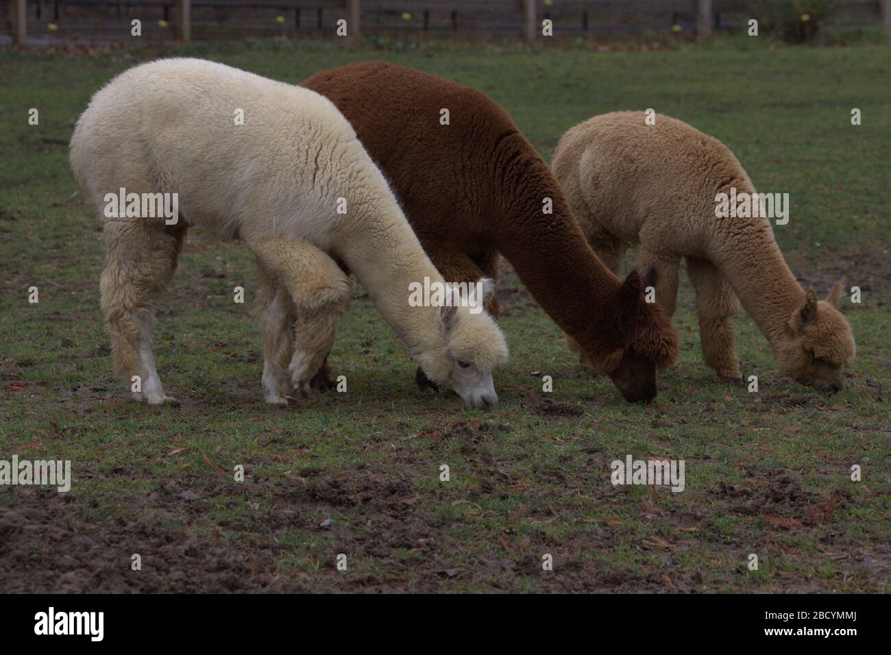 Family camelidae hi-res stock photography and images - Alamy