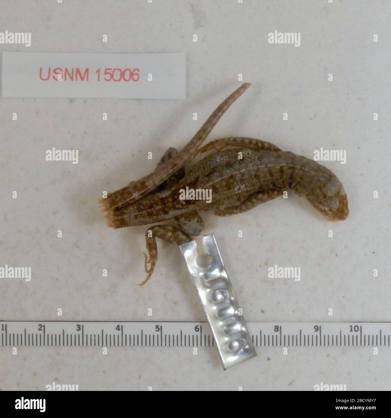 Microlophus albemarlensis. 2 Oct 20181 Microlophus albemarlensis Stock ...