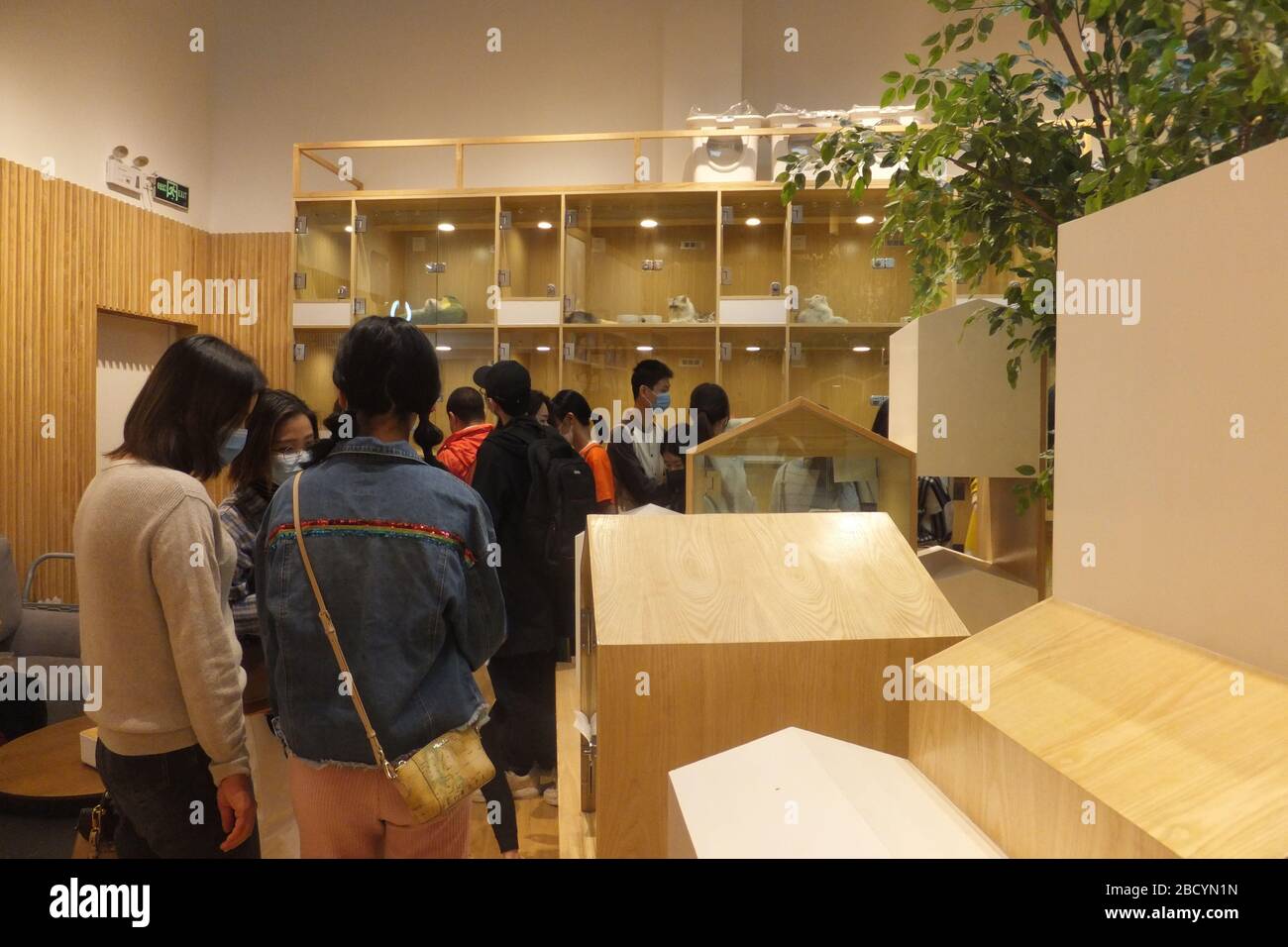 Shenzhen, China: Famous cat pet shop opened, attracting male and female ...
