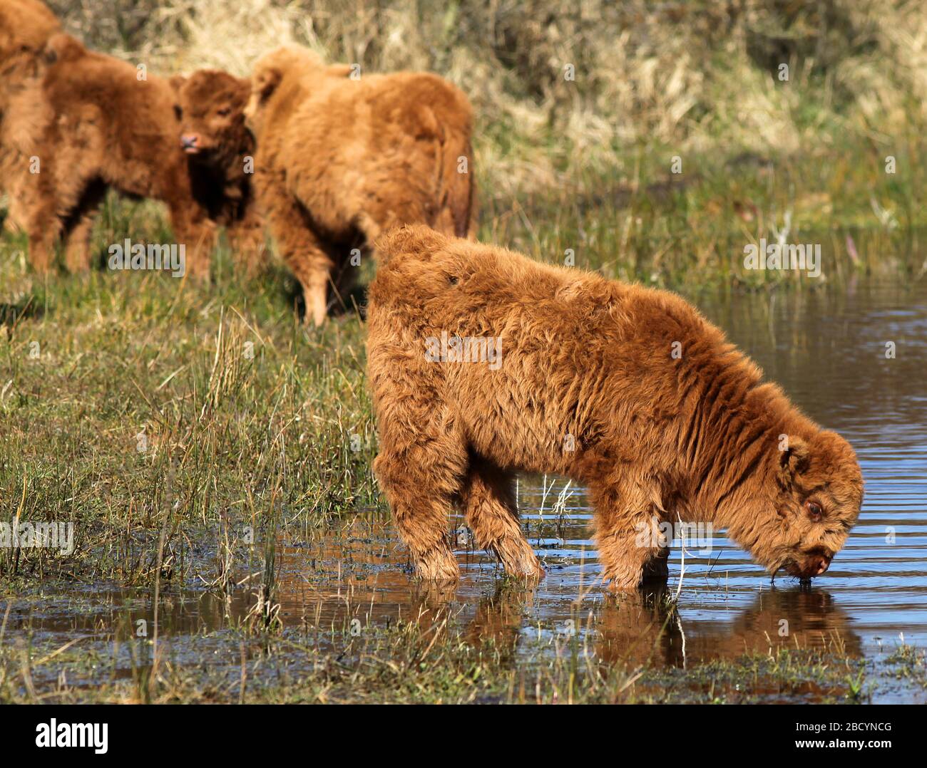 Highland Cows / Calves in the field Stock Photo - Alamy