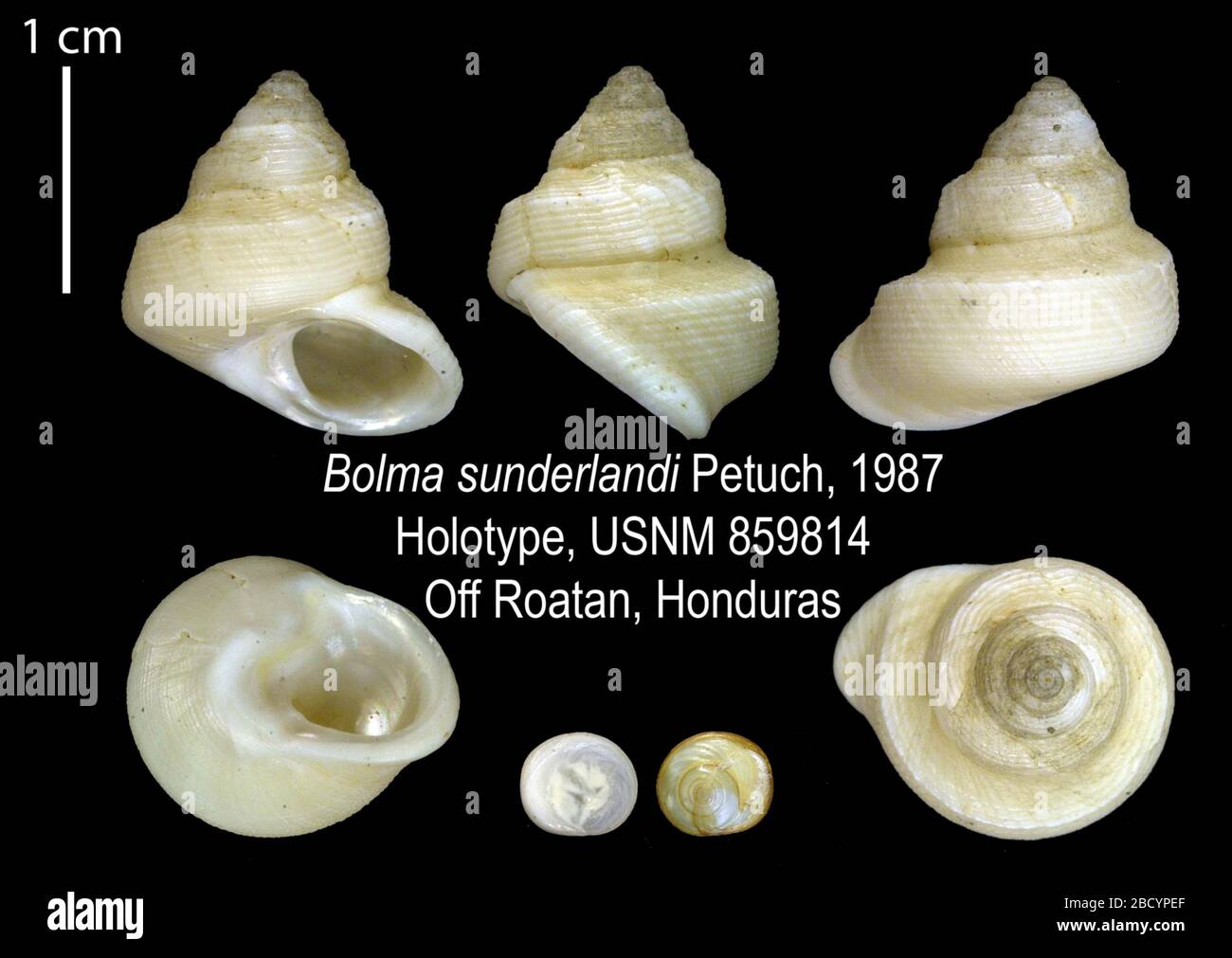Senobolma hi-res stock photography and images - Alamy