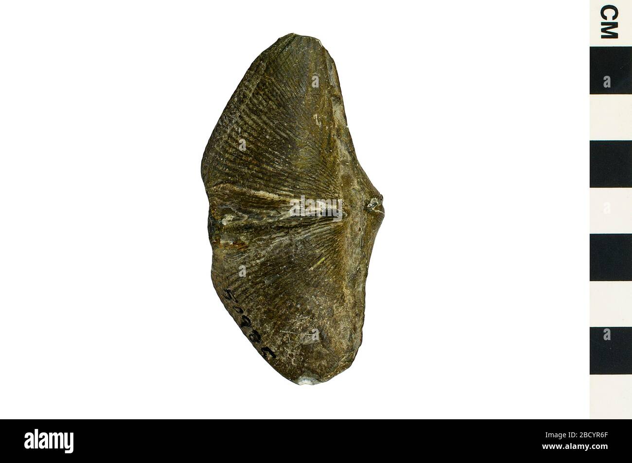 Brachiopod shell hi-res stock photography and images - Alamy