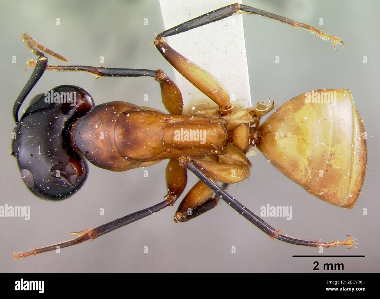 Camponotus Colobopsis maculatus ocreatus. 28 Dec 20161 Camponotus ...