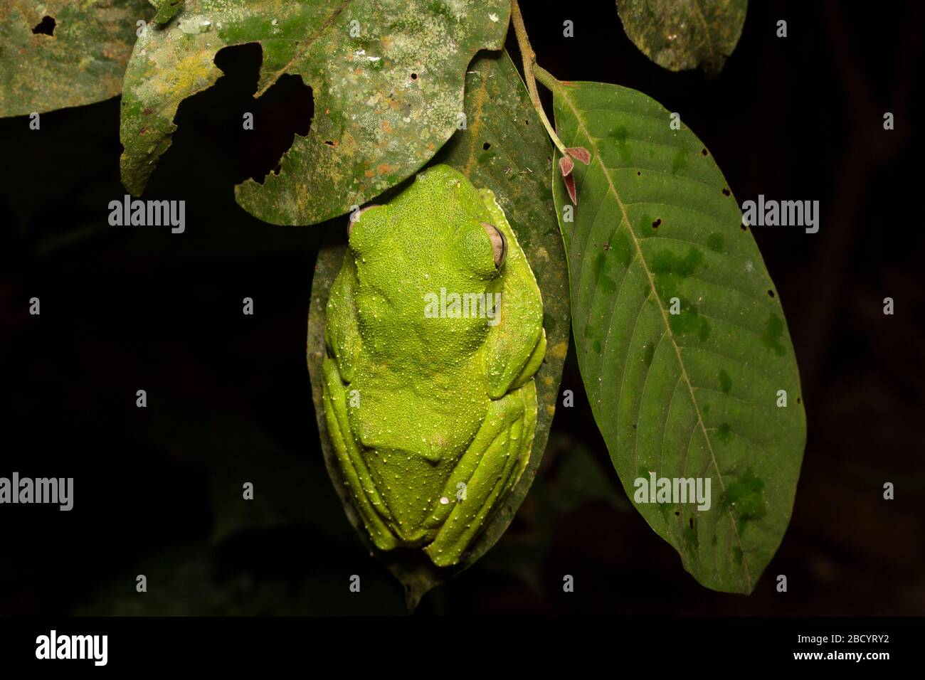 Wallace's Flying Frog, unique frog of Malaysia Stock Photo - Alamy
