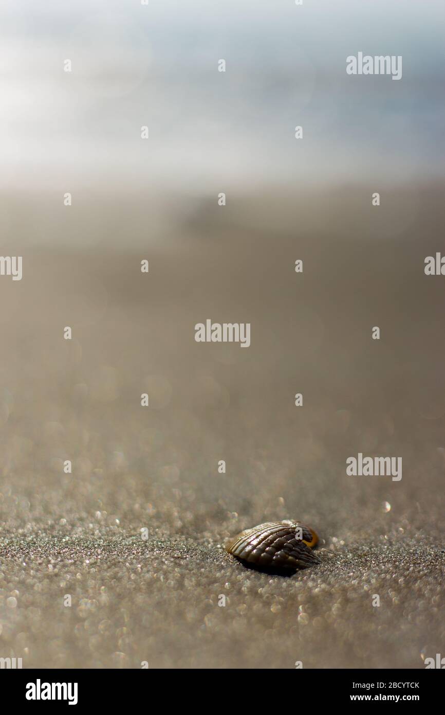 Little Hermit crab on beach sand waves. Hermit crab hiding inside of ...