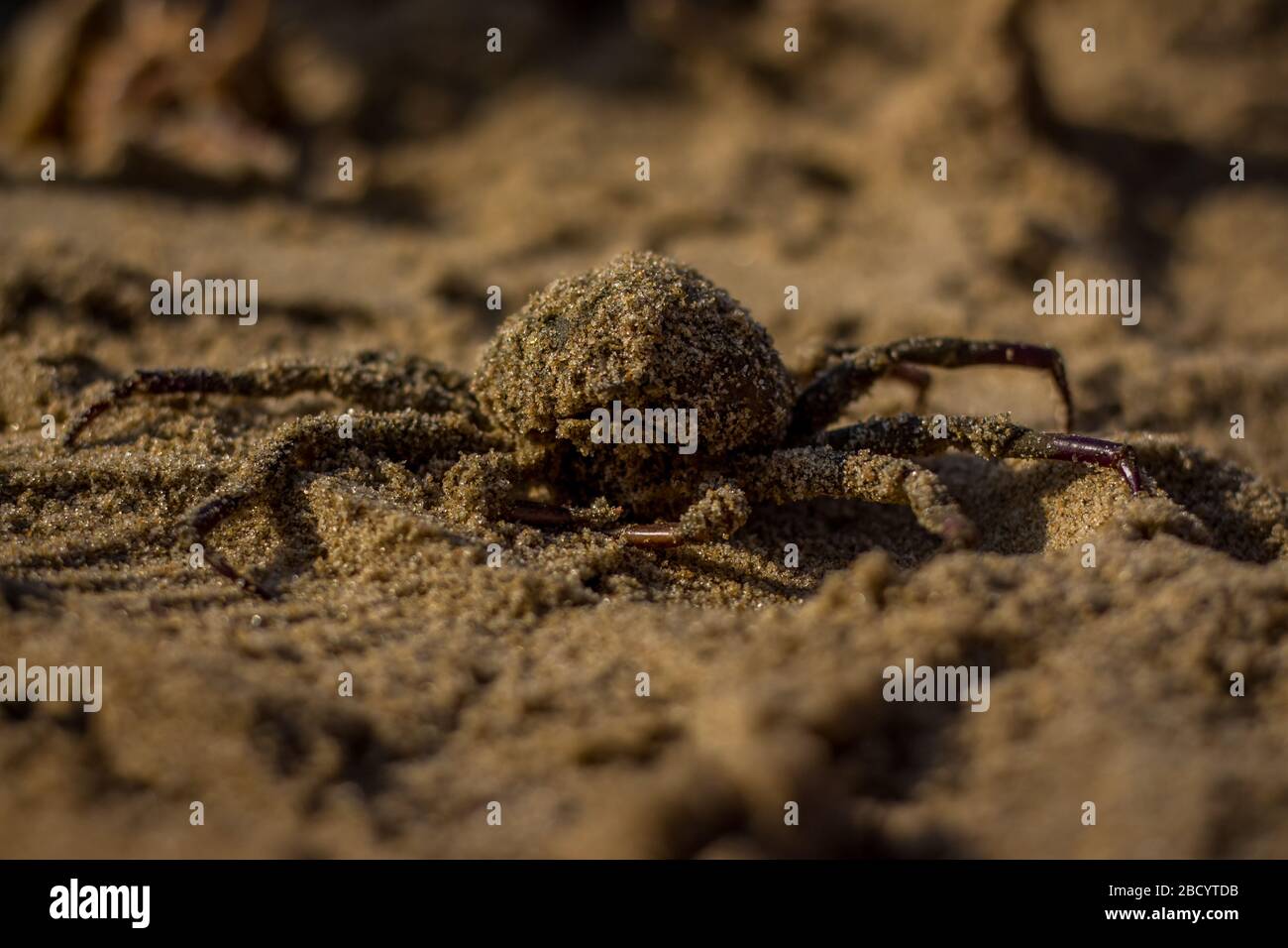 Catching fresh Indian Crabs for selling on beach sand fish market ...