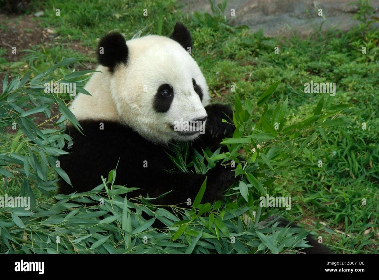 Giant Panda. Tai Shan,Bamboo,Species: melanoleuca,Genus: Ailuropoda ...