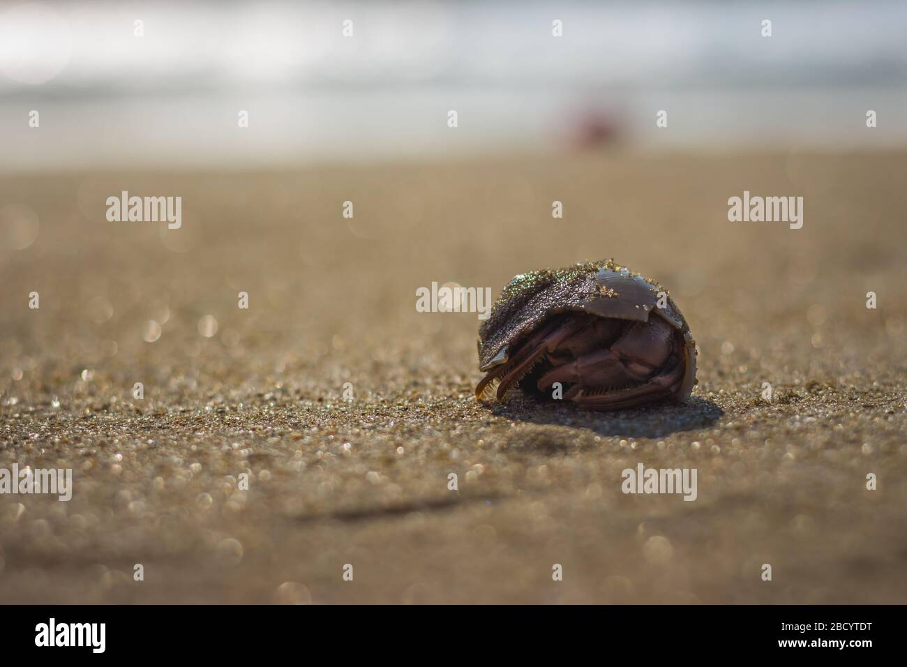 Little Hermit crab on beach sand waves. Hermit crab hiding inside of ...