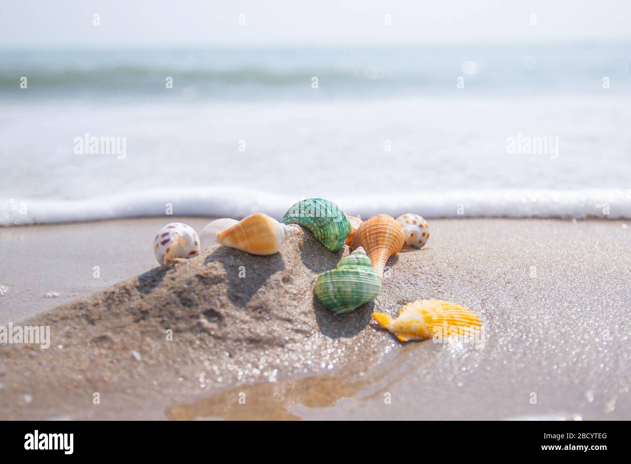 Shells on the beach at the sea concept summer for travel and holiday ...