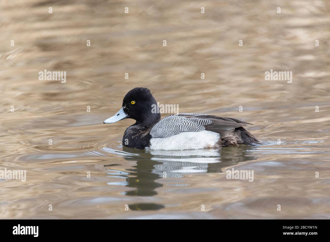 male Lesser scaup duck at Burnaby lake BC Canada Stock Photo - Alamy