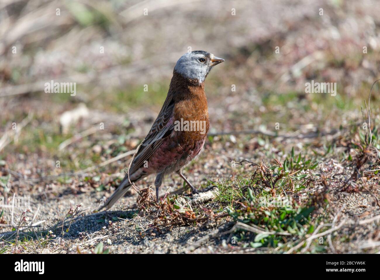 gray crowned rosy finch at Inoa park Richmond BC Canada, March 2020 ...