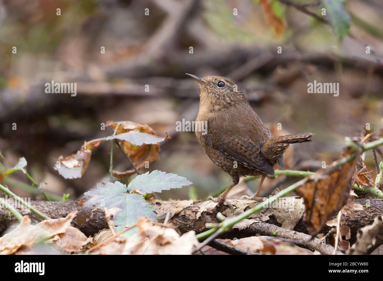 Pacific wren bird at Richmond BC Canada Stock Photo - Alamy