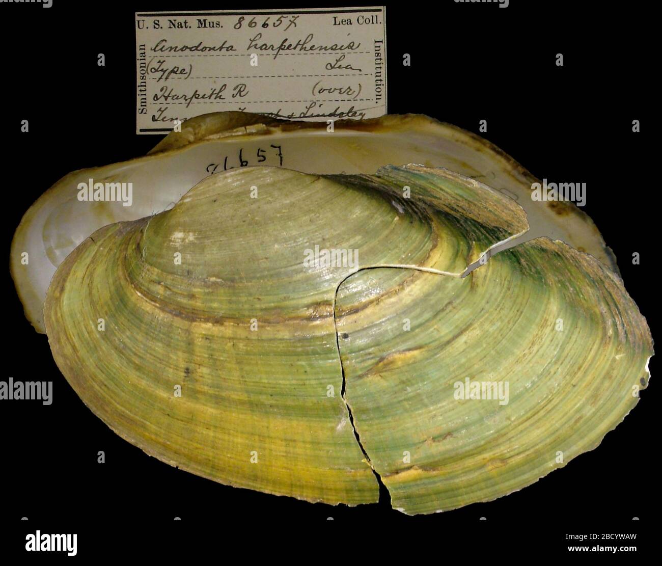 Anodonta harpethensis. 20 Jan 20162 Anodonta harpethensis Stock Photo ...