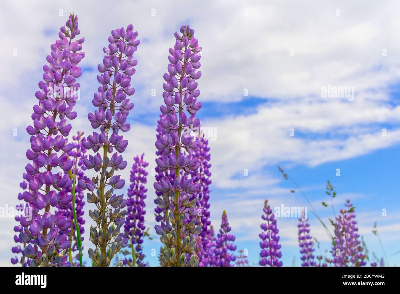 purple lupine flower closeup outdoors.Lupinus, lupin, lupine field with ...
