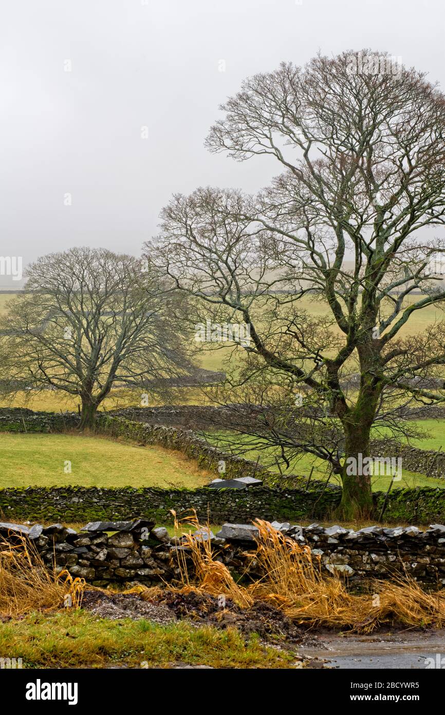 Isolated trees on the bleak mid winter moors of Yorkshire Stock Photo ...