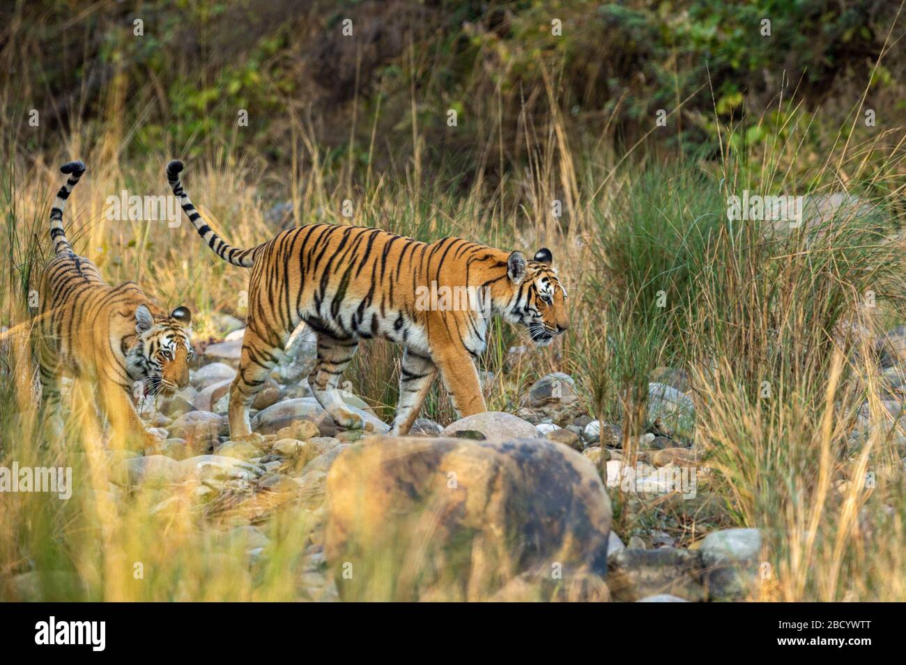 Mother tiger and her cub with tail up walking together in the dhikala ...