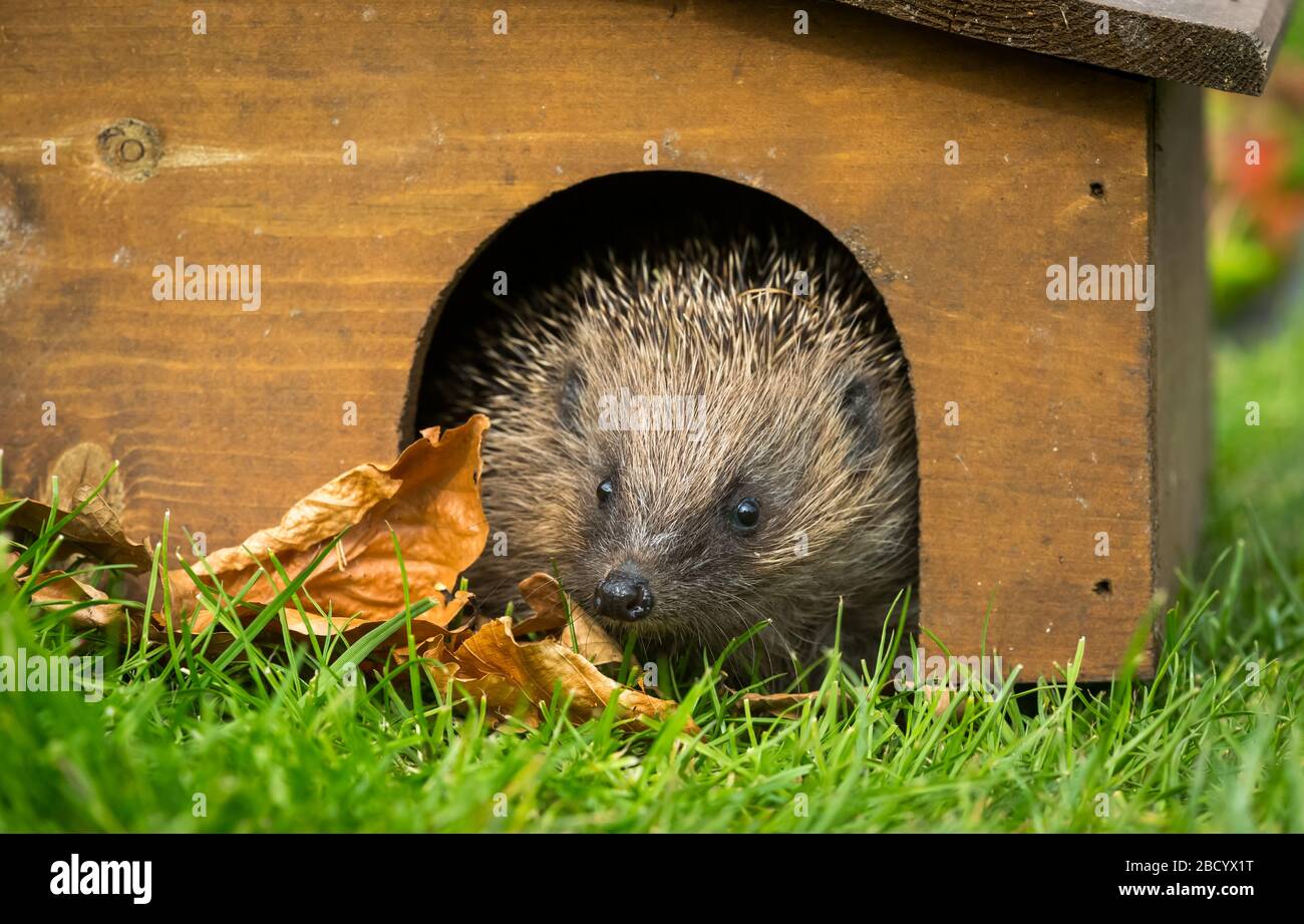 Wild, native hedgehog emerging in hedgehog friendly garden. Taken ...