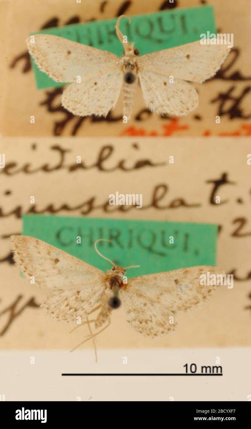 Acidalia hi-res stock photography and images - Alamy