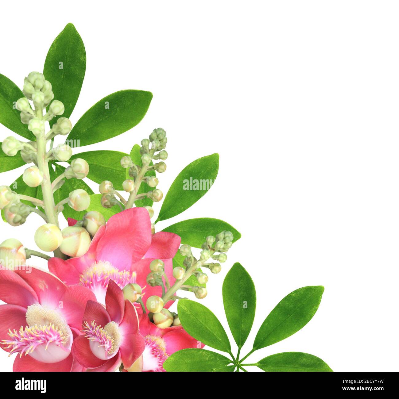 Flowers of Bodhi tree (Ficus religiosa) and schefflera leaves. Isolated ...