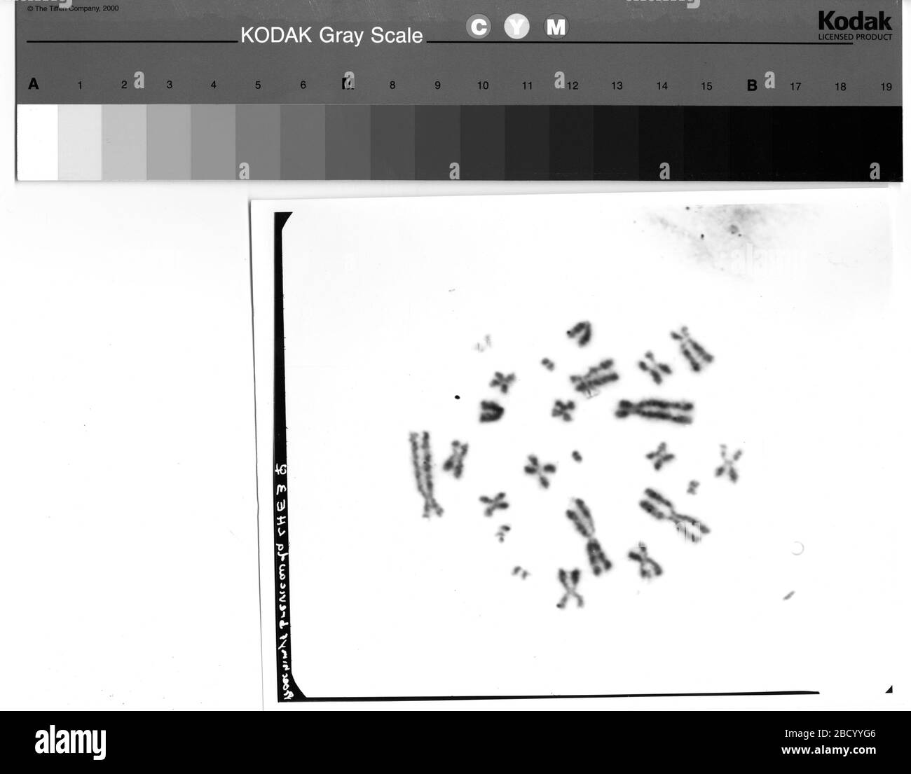 Steerei hi-res stock photography and images - Alamy