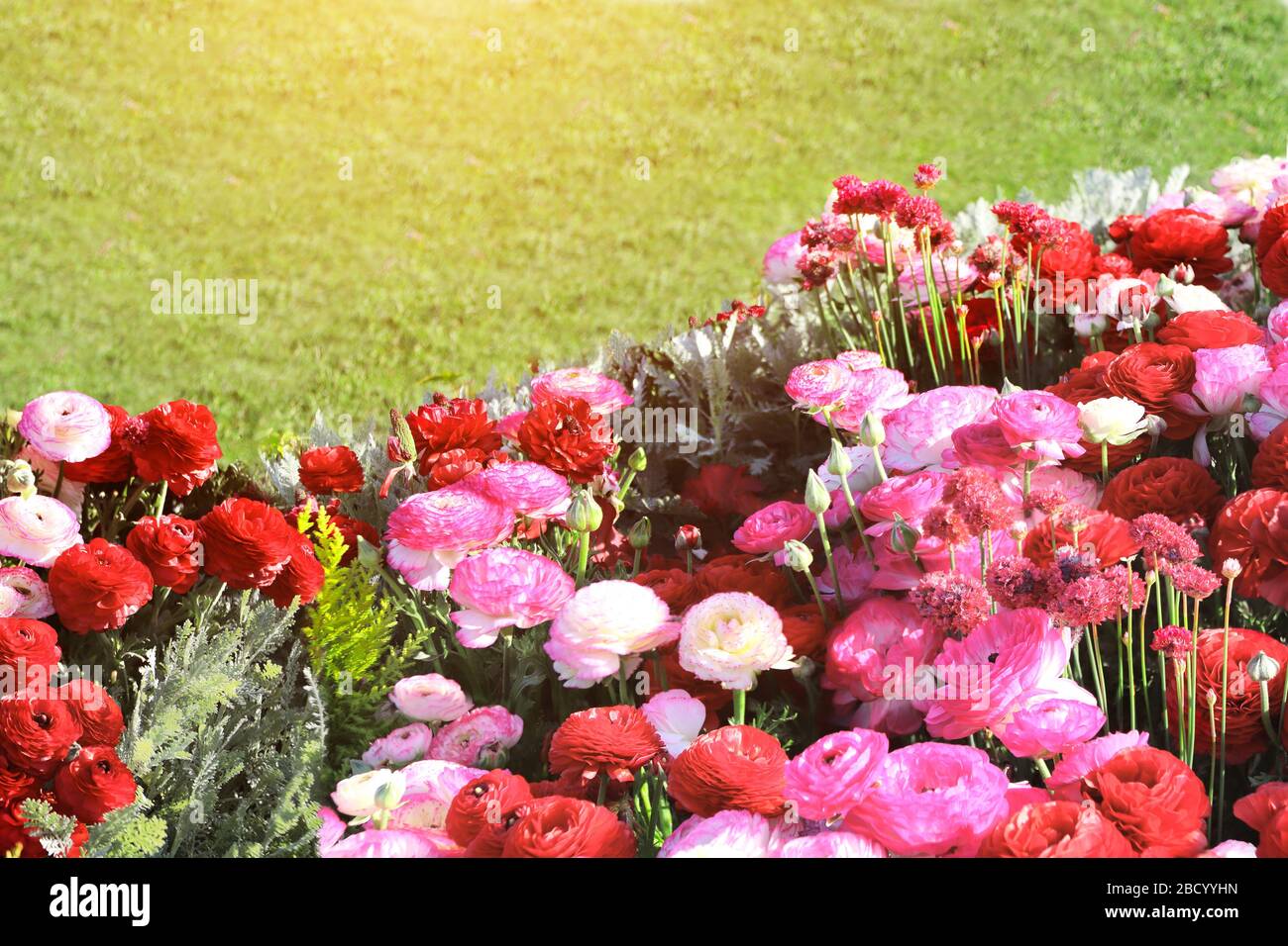 Japanese ranunculus hi-res stock photography and images - Alamy