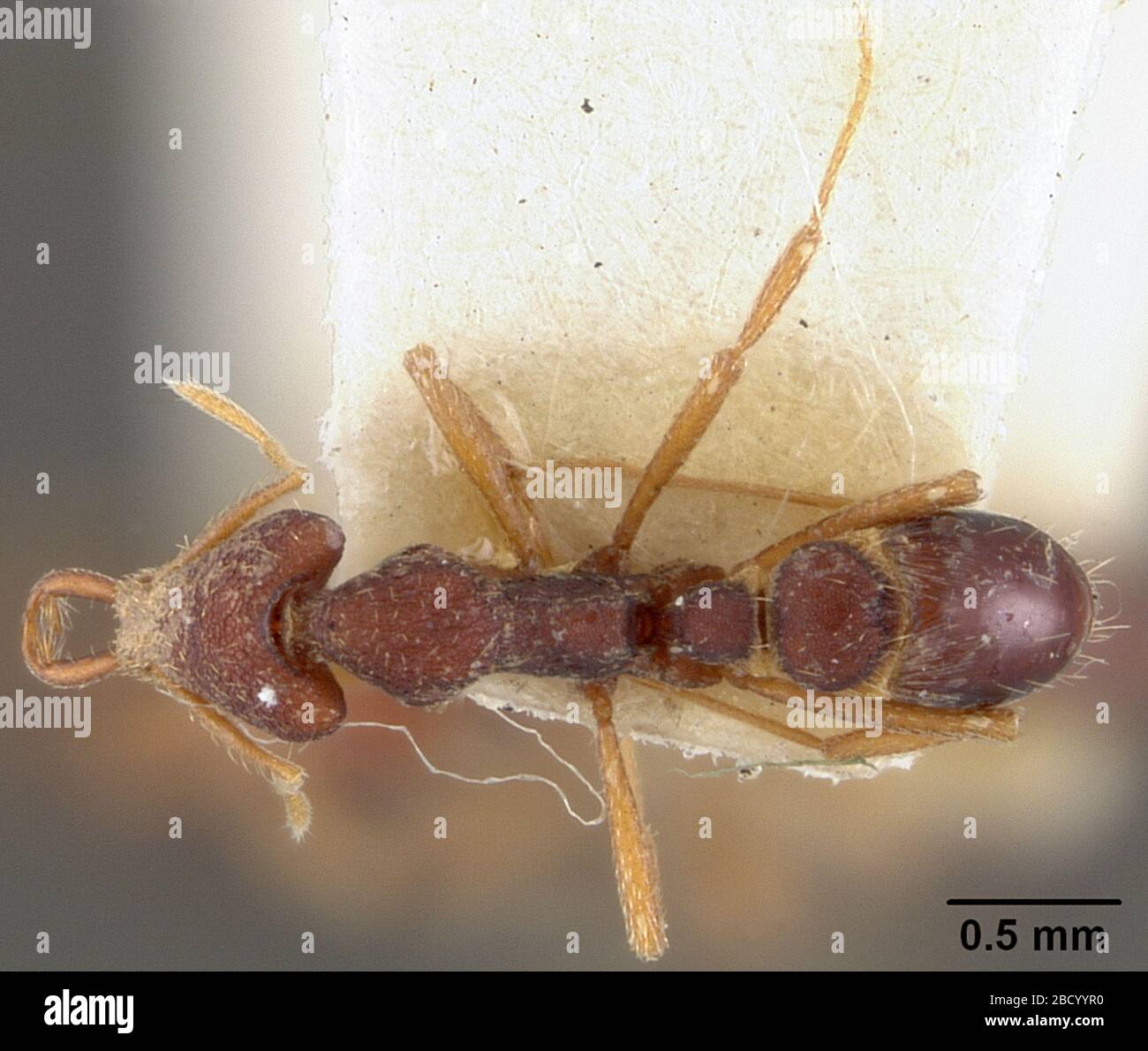 Strumigenys wheeleri hi-res stock photography and images - Alamy