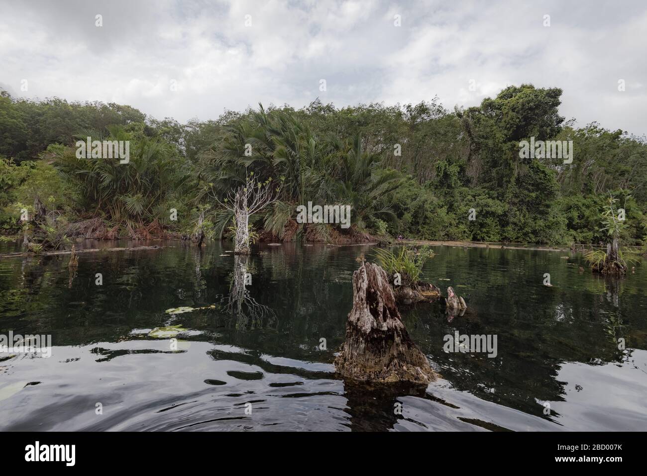 View of the bush in wetlands and reflection in the water Stock Photo ...