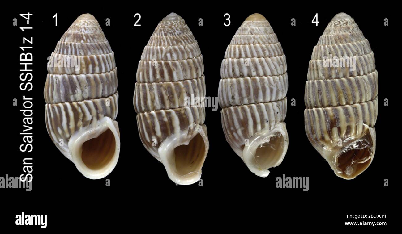 Cerion hi-res stock photography and images - Alamy