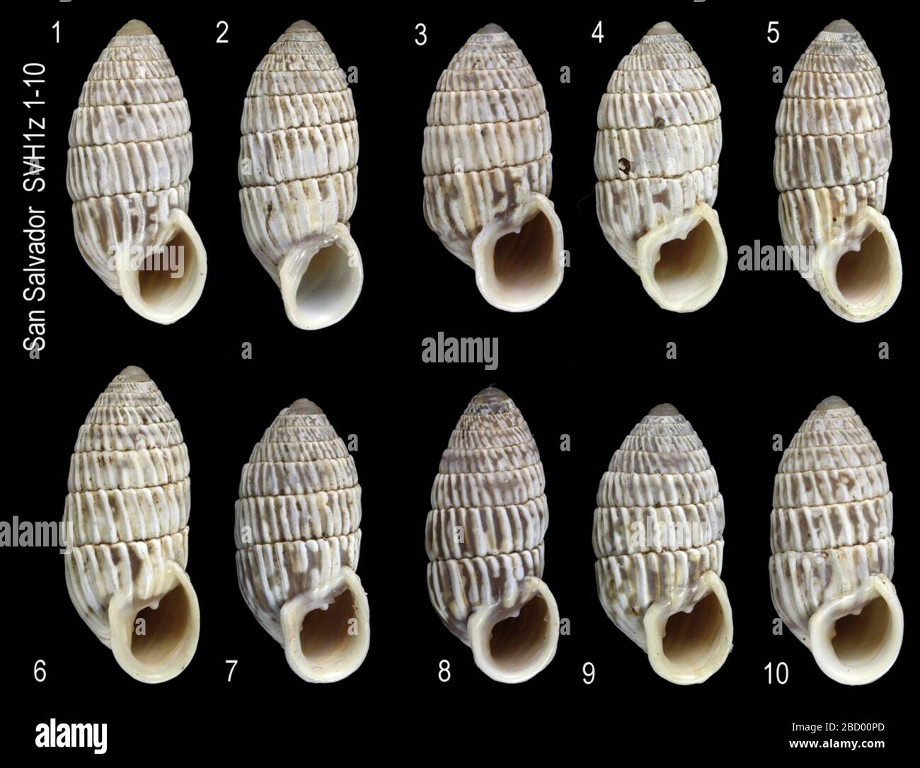 Cerion hi-res stock photography and images - Alamy