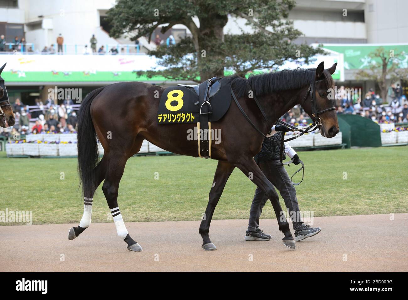 Kyoto, Japan. 8th Feb, 2020./Daring Tact Horse Racing : Kyoto 10R Elfin ...