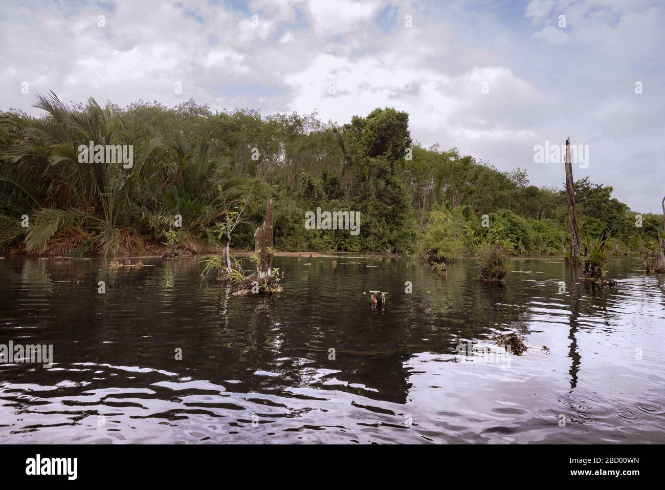 View of the bush in wetlands and reflection in the water Stock Photo ...