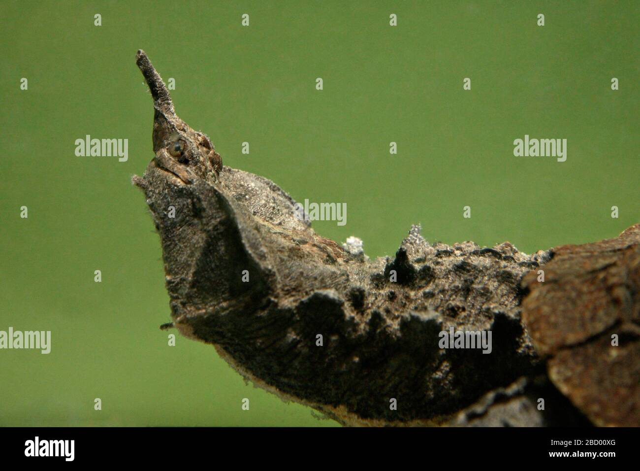 Matamata. turtle,Species: fimbriatus,Genus: Chelus,Family: Chelidae ...