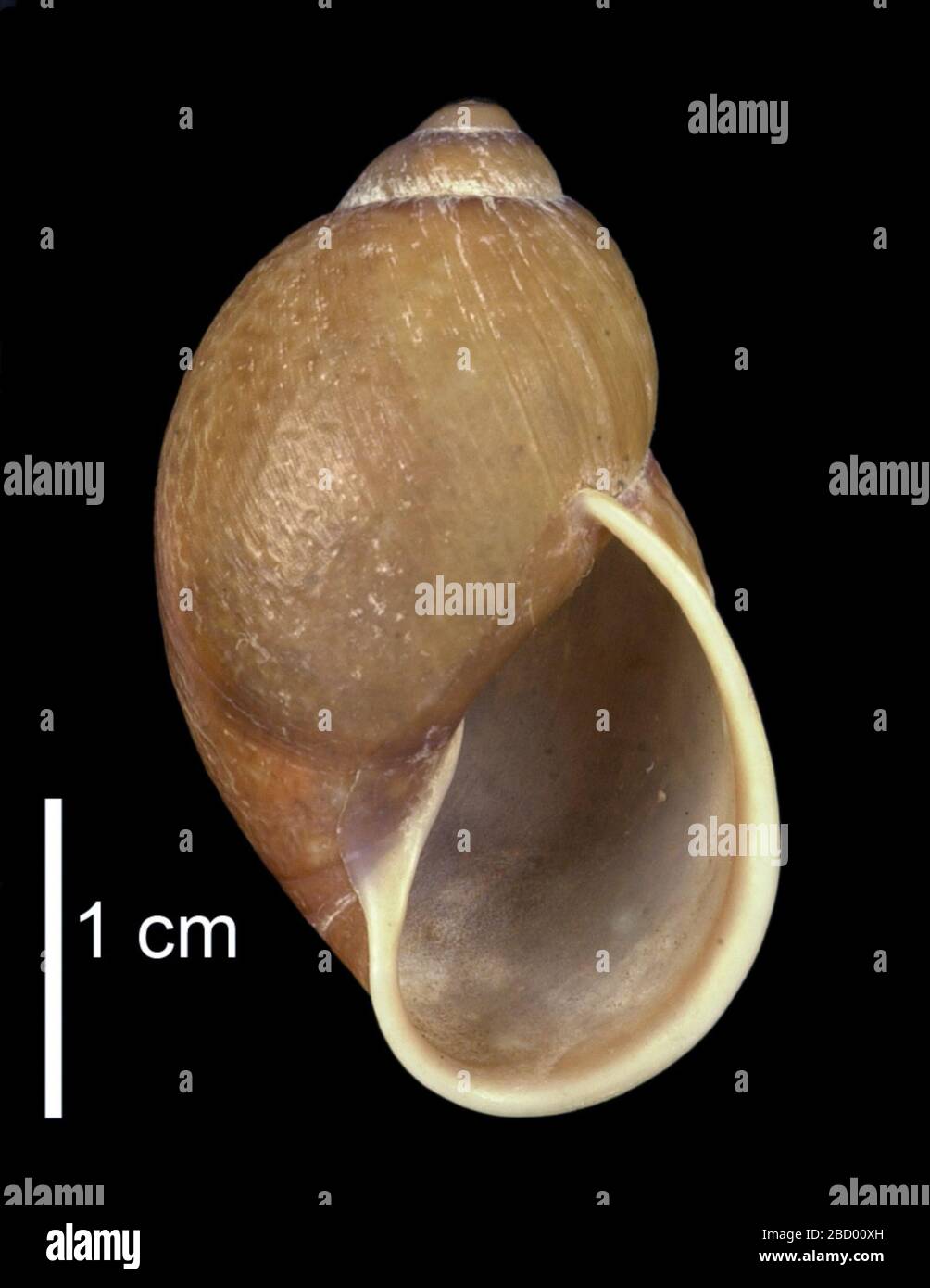 Bulimus hi-res stock photography and images - Alamy