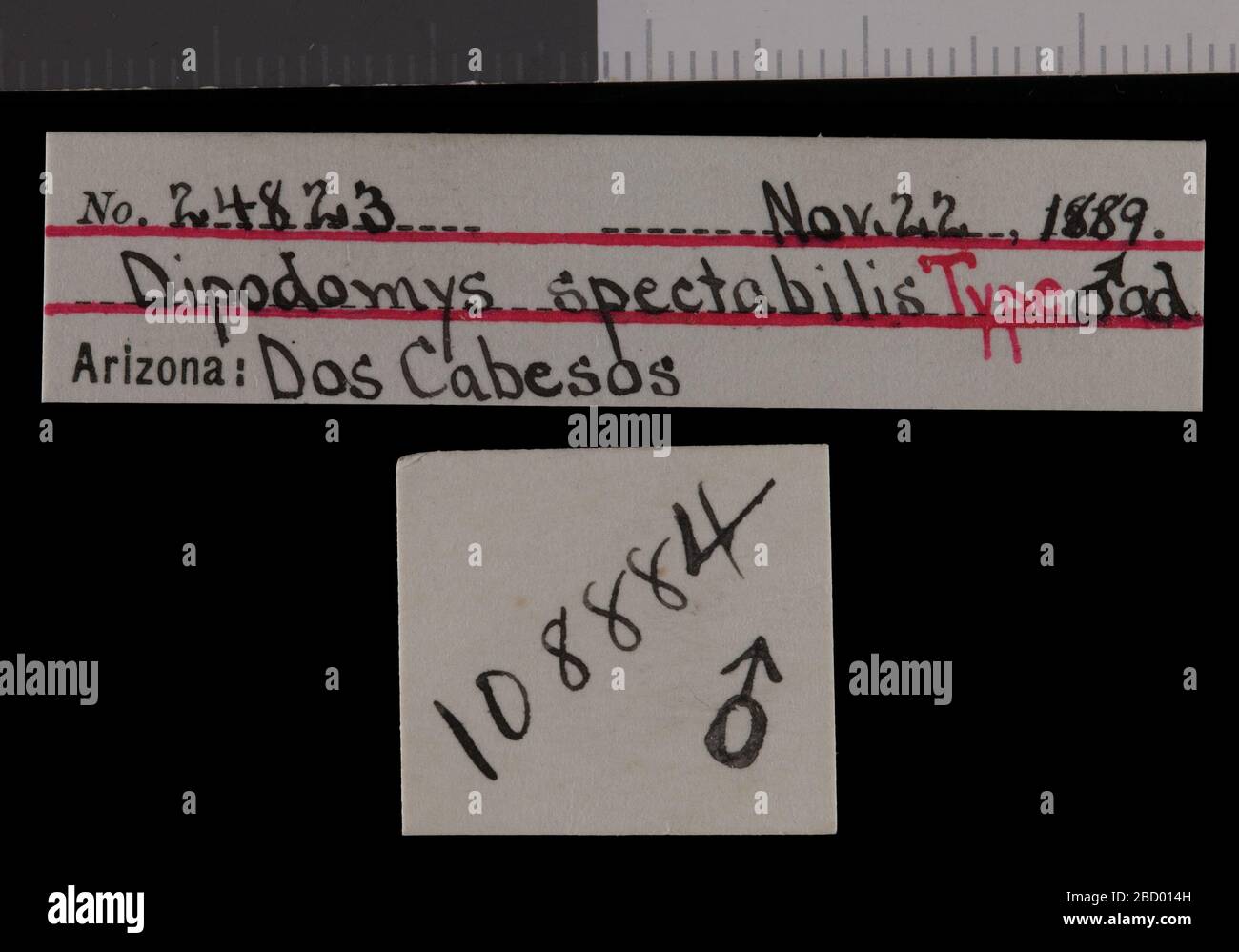 Dipodomys spectabilis spectabilis. 13 May 20161 Dipodomys spectabilis ...