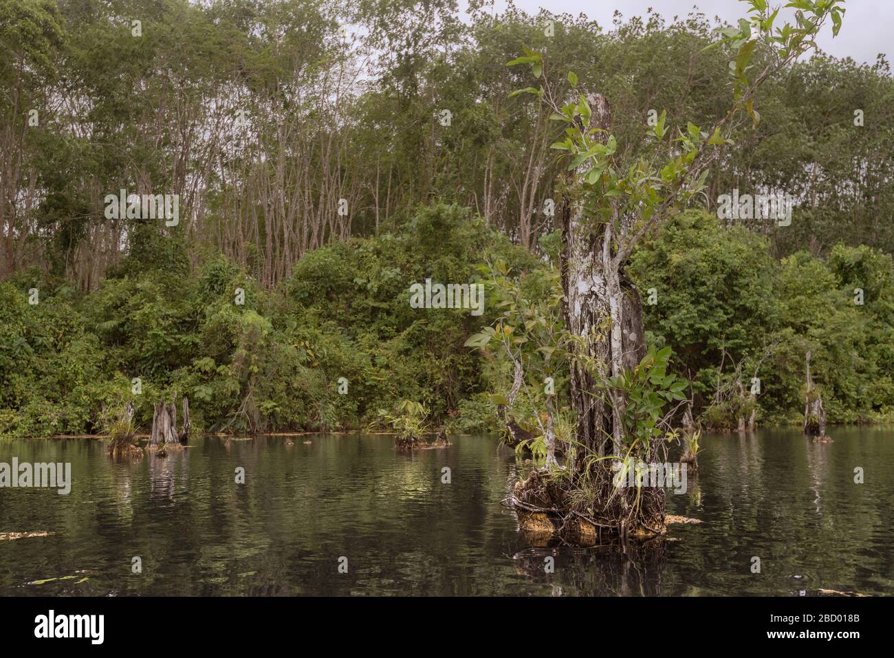 View of the bush in wetlands and reflection in the water Stock Photo ...