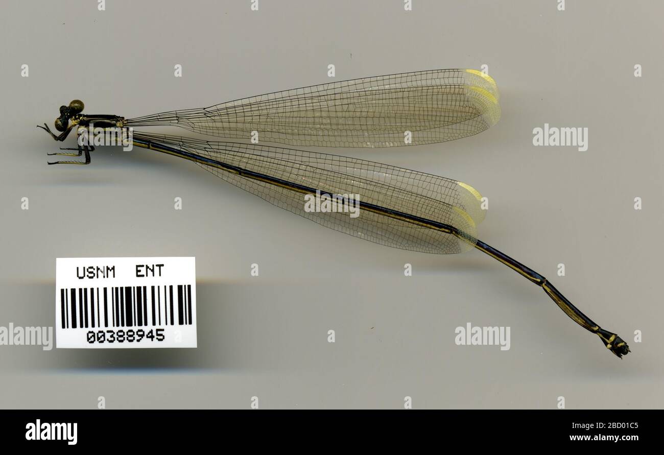 Mecistogaster linearis. 6 Jul 20161 Mecistogaster linearis Stock Photo ...