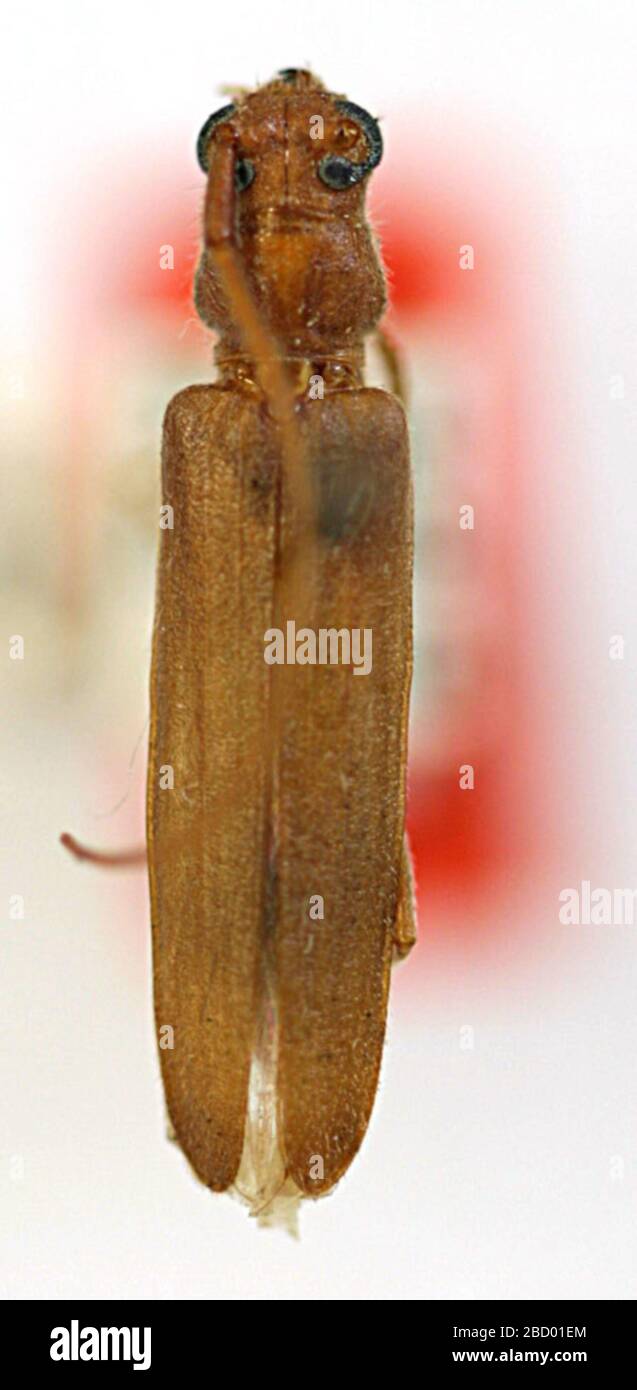 Oeme hi-res stock photography and images - Alamy