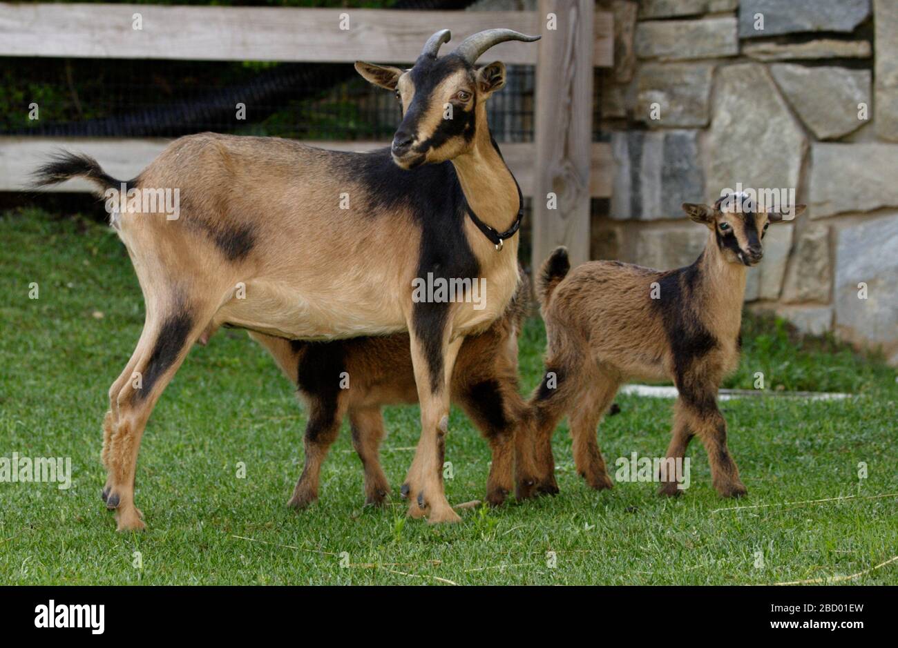 San clemente goat hi-res stock photography and images - Alamy