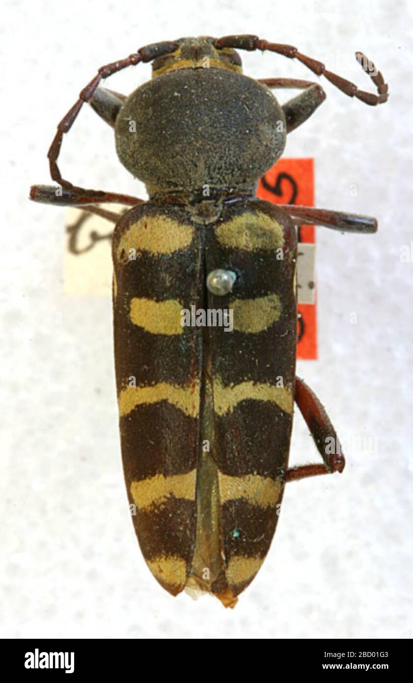 Calloides biformis. 9 Jan 20141 Calloides biformis Stock Photo - Alamy