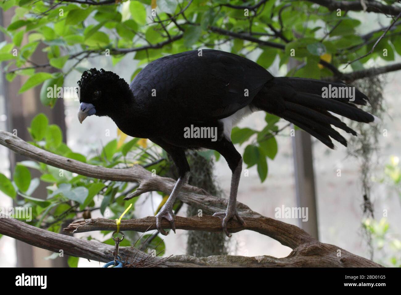 Bluebilled Curassow. male,endangered,Species: alberti,Genus: Crax ...