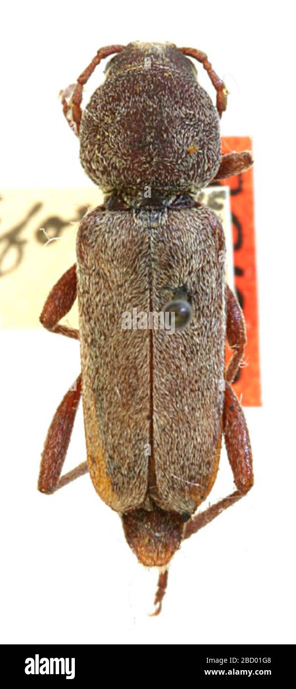 Uniformis hi-res stock photography and images - Alamy