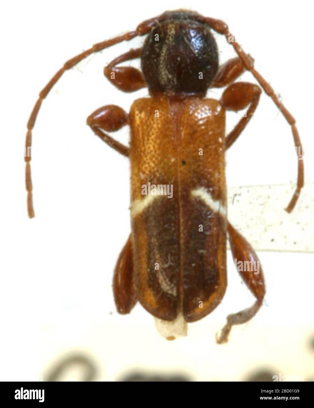 Concinnus hi-res stock photography and images - Alamy