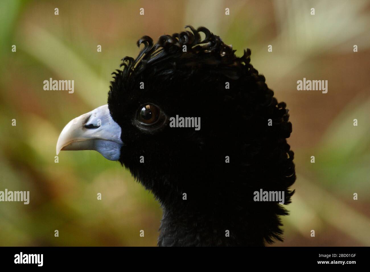 Bluebilled Curassow. male,endangered,Species: alberti,Genus: Crax ...